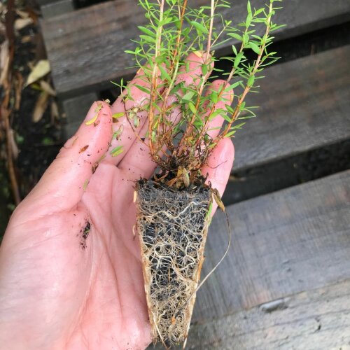 NZ’s Largest Range of Seedlings & Plants Nationwide Delivery | Awapuni ...