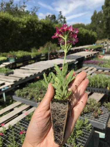 Planting Calendar | Awapuni Nurseries