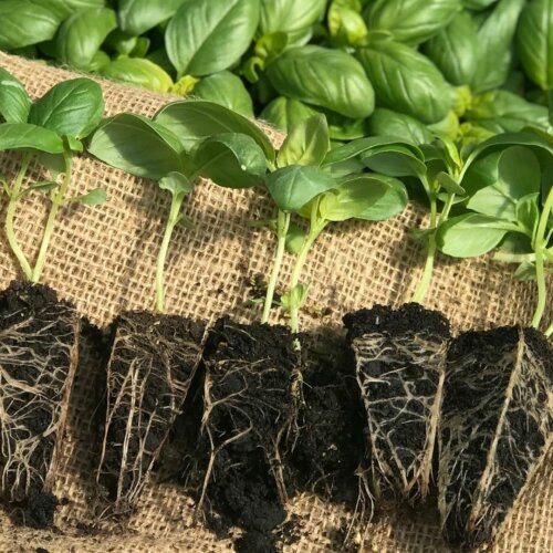 NZ’s Largest Range of Seedlings & Plants Nationwide Delivery | Awapuni ...