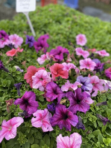 Shop Flowers | Awapuni Nurseries