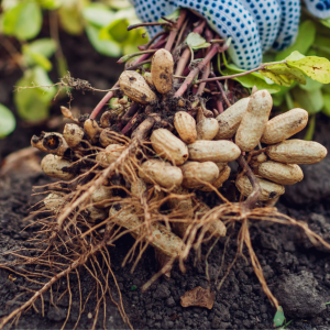 Shop Regular & Bulk Vegetables | Awapuni Nurseries