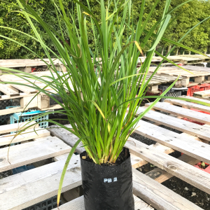 Native Plants New Zealand | Trees, Hedges, Shrubs & Grasses | Awapuni ...