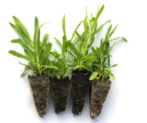 NZ’s Largest Range of Seedlings & Plants | Awapuni Nurseries