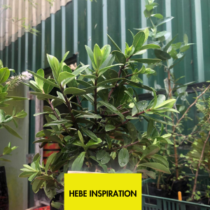 Shop Hedging | Awapuni Nurseries