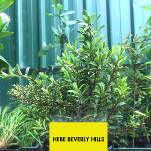 Shop Hedging | Awapuni Nurseries