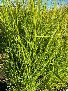 Native Grasses New Zealand | Awapuni Nurseries