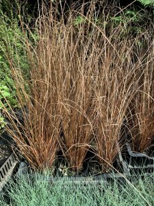 Native Grasses New Zealand | Awapuni Nurseries