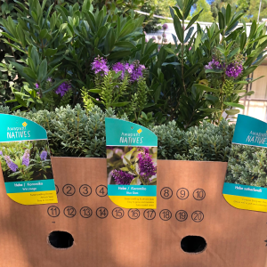 Shop Hedging | Awapuni Nurseries