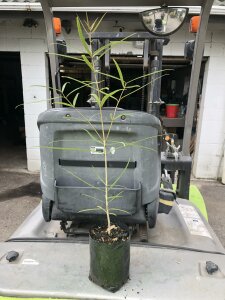 Native Trees New Zealand | Tall Trees, Hedges | Awapuni Nurseries