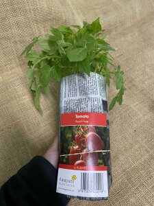 Newspaper-wrapped Tomato Seedlings | Awapuni Nurseries