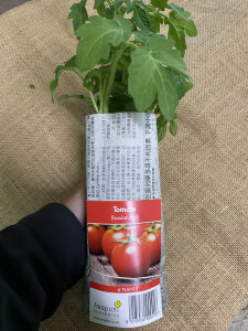 Newspaper-wrapped Tomato Seedlings | Awapuni Nurseries
