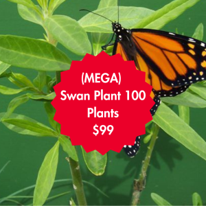 Flower Seedlings NZ | Buy Online & Nationwide Delivery | Awapuni Nurseries