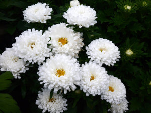 Shop Flowers | Awapuni Nurseries