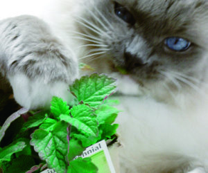 Regular & Bulk Herb Bundles | Awapuni Nurseries