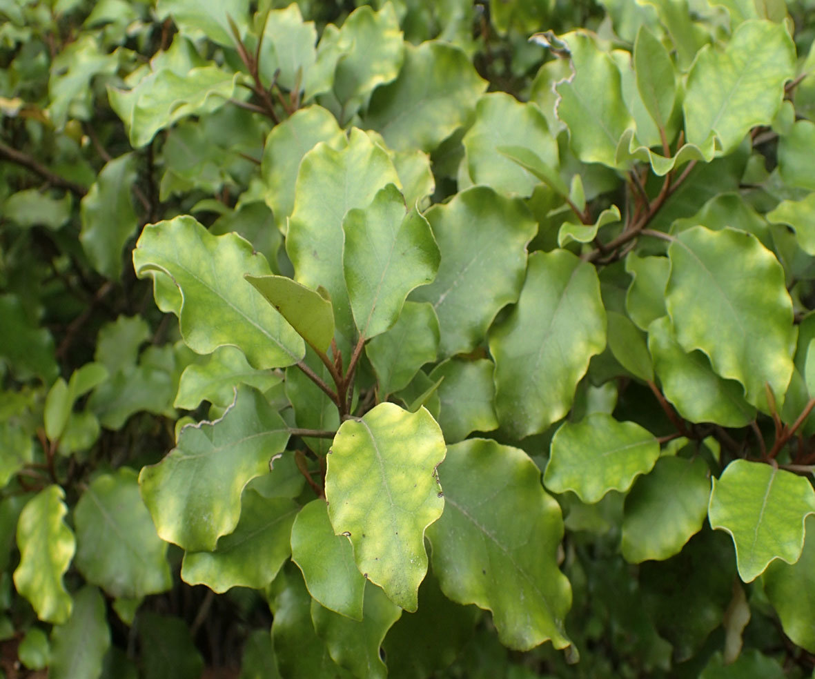 Olearia paniculata - Awapuni Nurseries