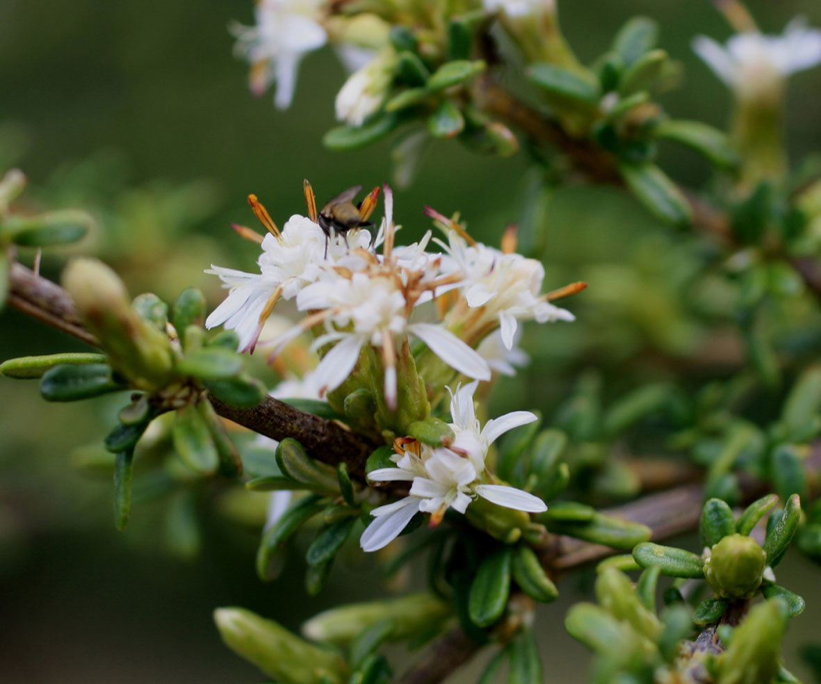 Olearia solandri - Awapuni Nurseries
