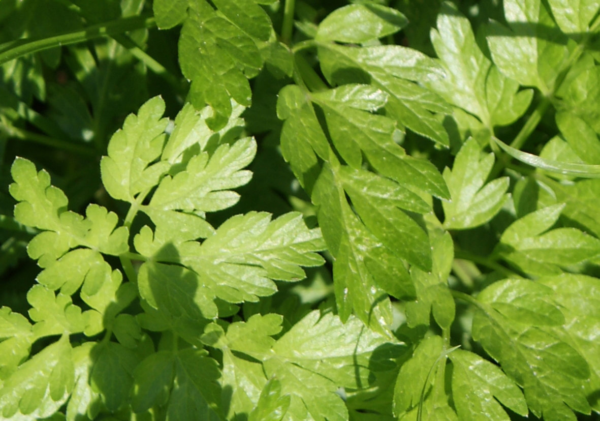 French Parsley - Awapuni Nurseries