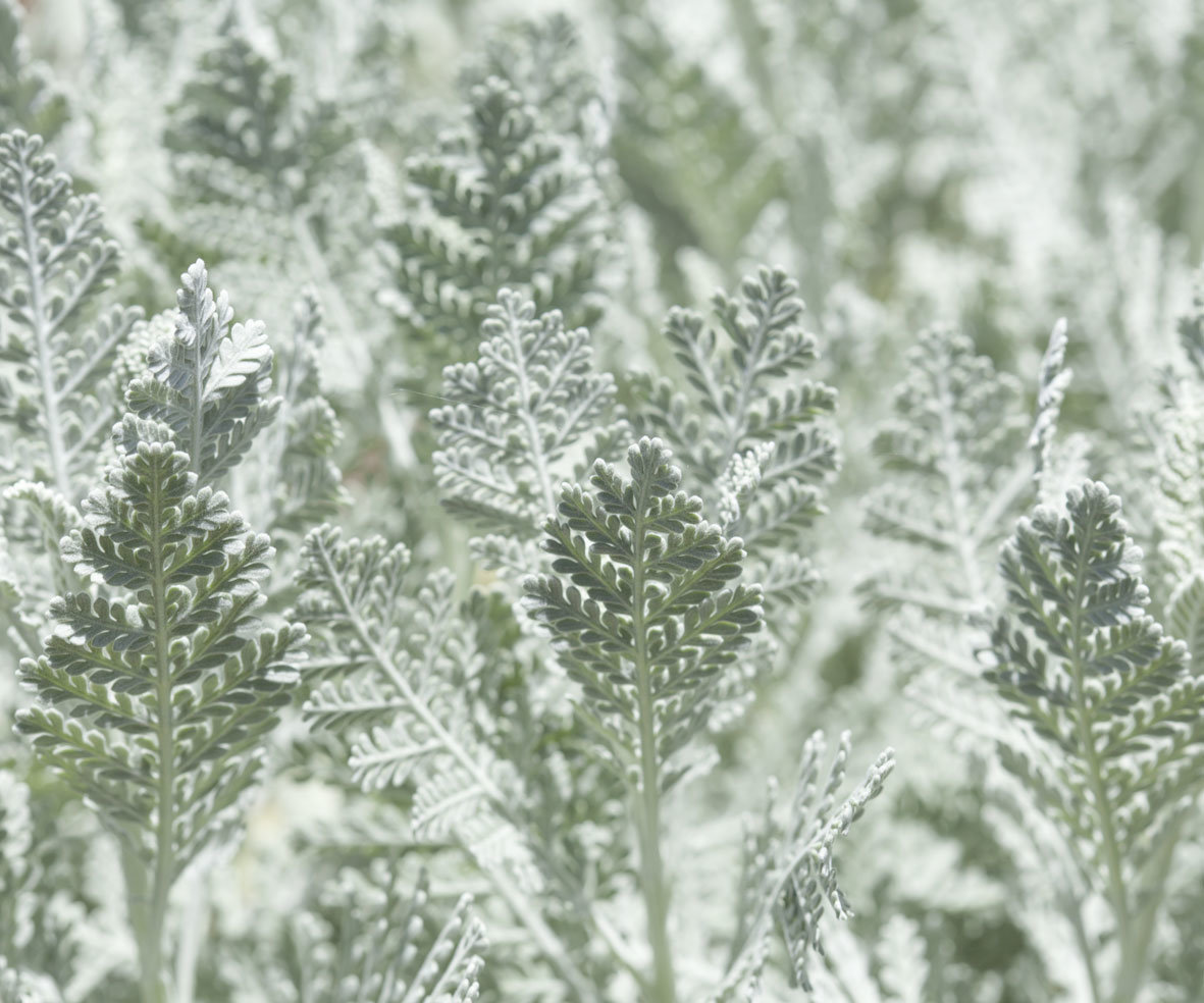 Pyrethrum Silver Feather - Awapuni Nurseries