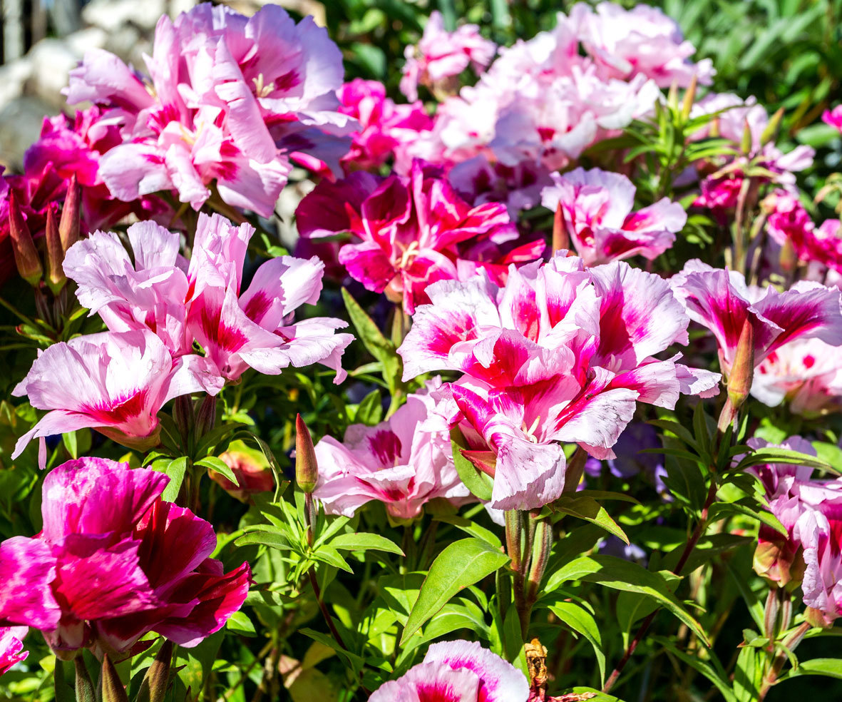 Godetia Azalea Flowered Mix - Awapuni Nurseries