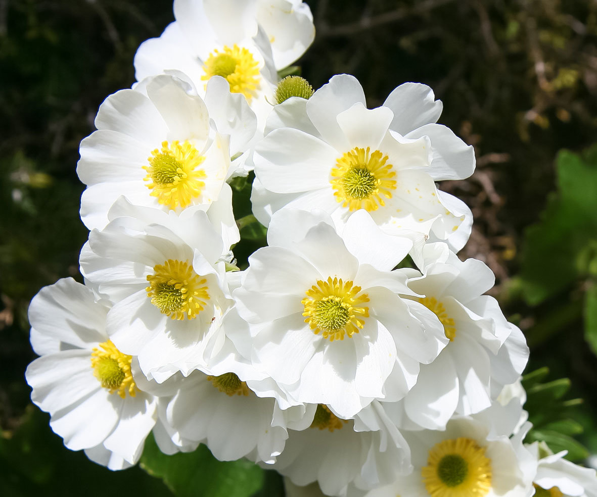 Mount Cook Lilly - Awapuni Nurseries