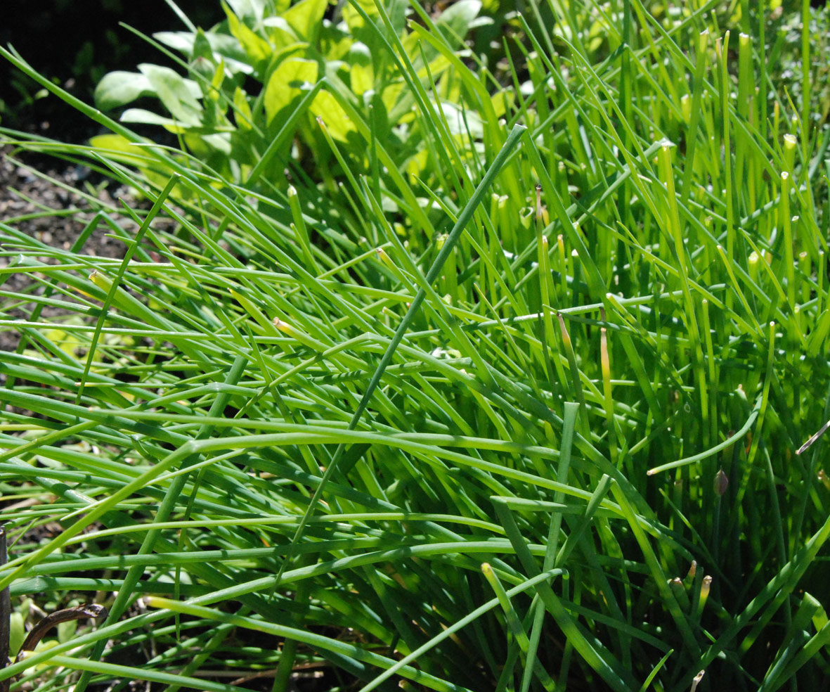 Chives - Awapuni Nurseries
