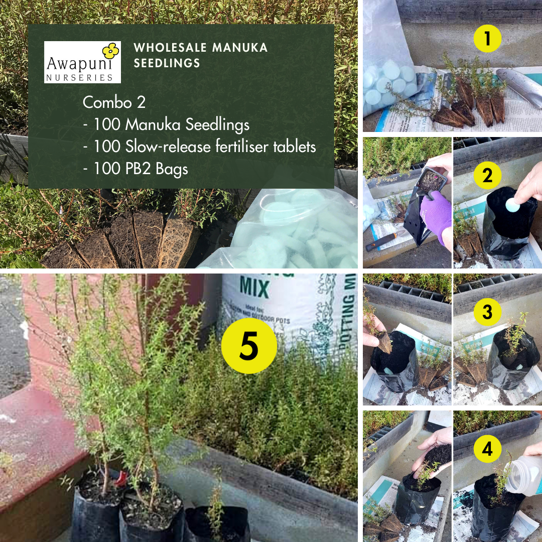 Manuka 100 Seedling Combo - Awapuni Nurseries