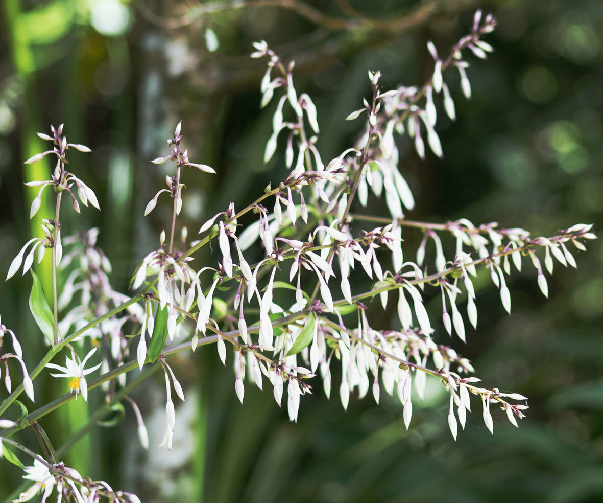 Rengarenga Lily - Awapuni Nurseries