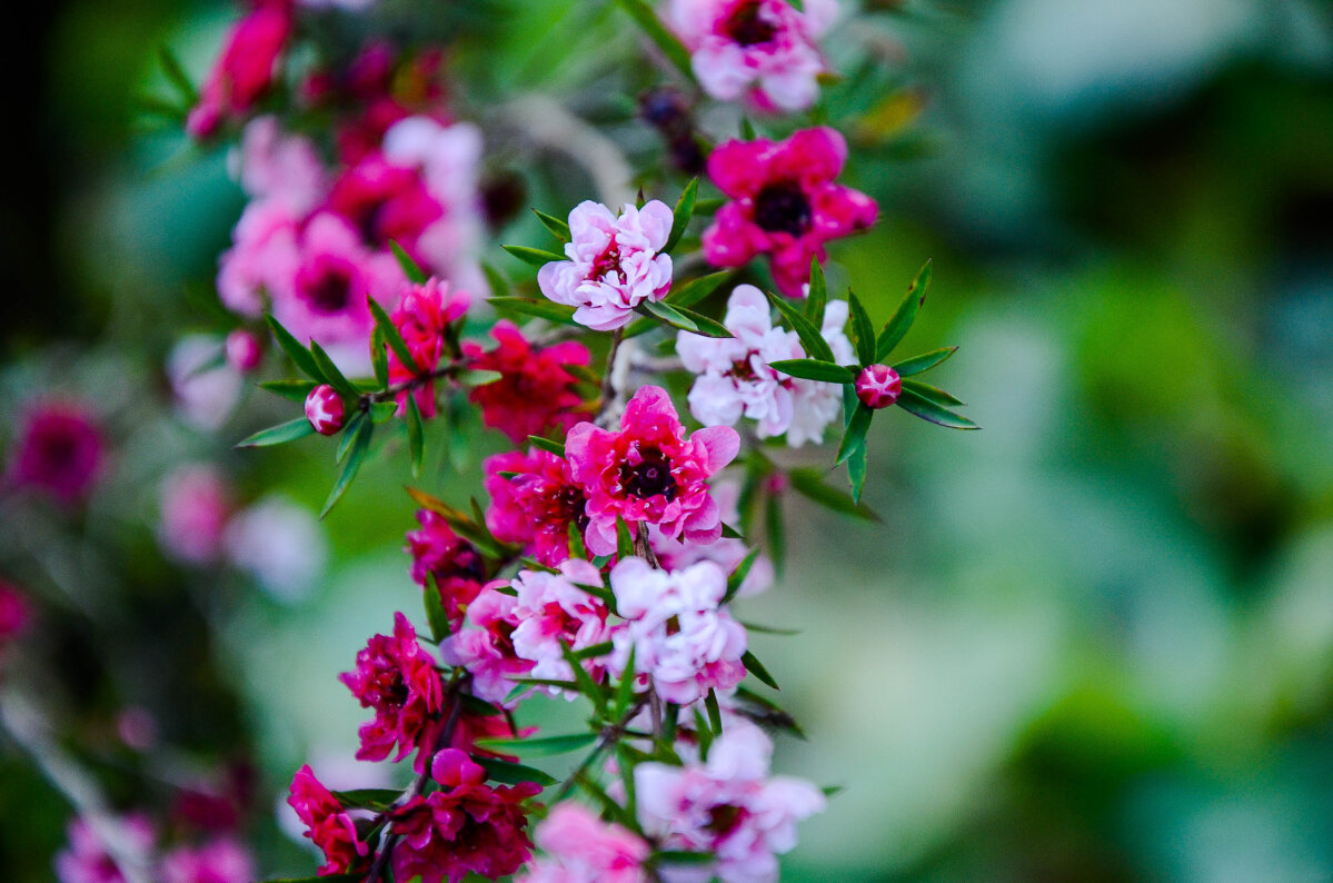 Manuka Red Flowering - Awapuni Nurseries