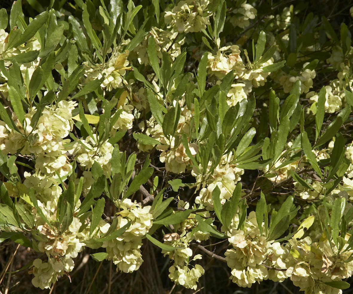 Ake Ake Green 100 Plants - Awapuni Nurseries