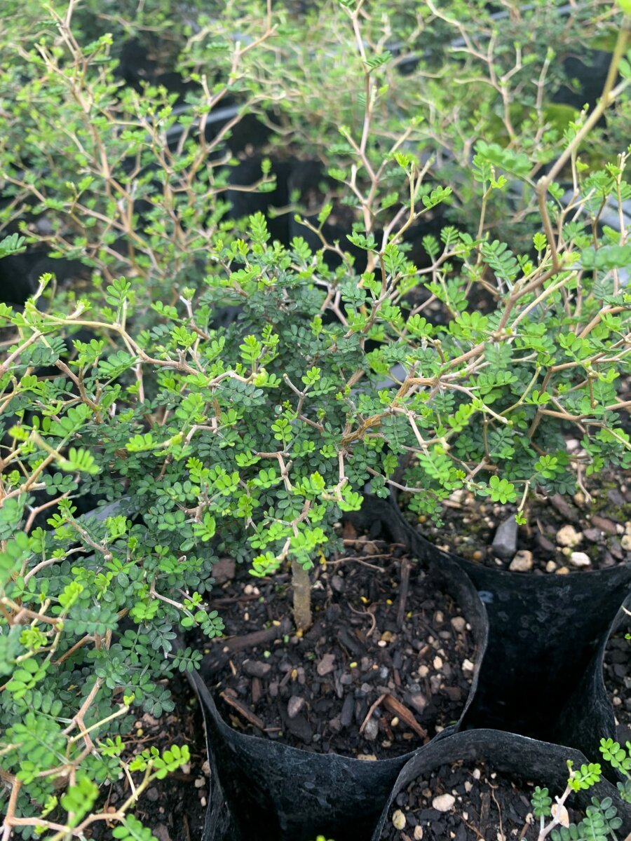 Kowhai 100 Plants - Awapuni Nurseries