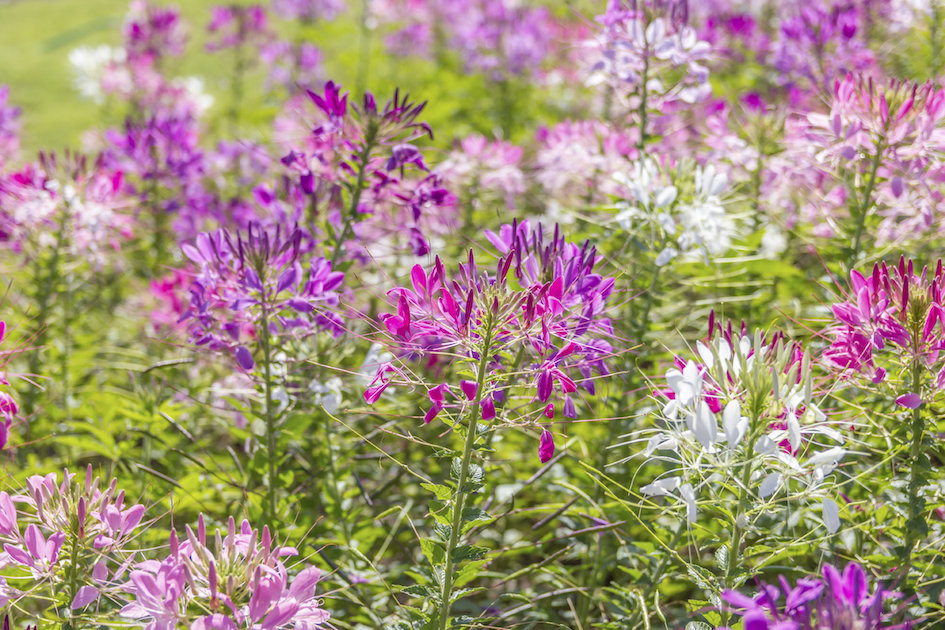 Cleome - Queen Mixed - Awapuni Nurseries