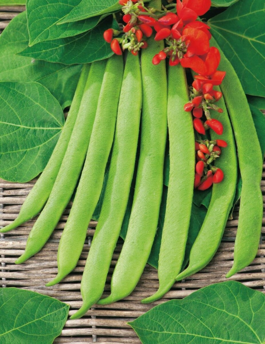 Runner Bean Scarlet Runner Stringless NZLine Seeds - Awapuni Nurseries