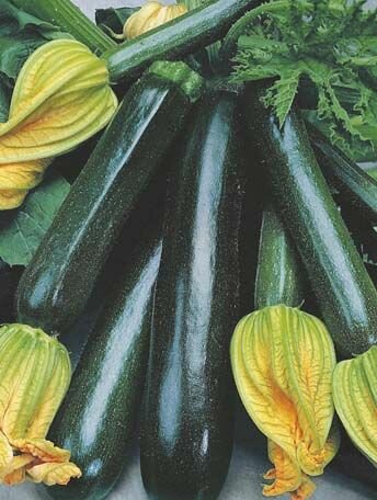 Zucchini Black Beauty Organic - Awapuni Nurseries