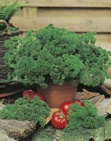 Parsley Moss Curled Seeds - Awapuni Nurseries