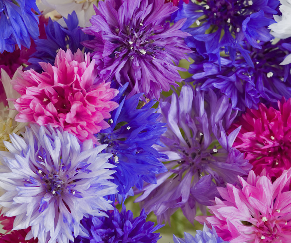Cornflower - Dwarf Mixed - Awapuni Nurseries