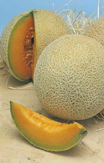 Rockmelon Hales Best Seeds - Awapuni Nurseries