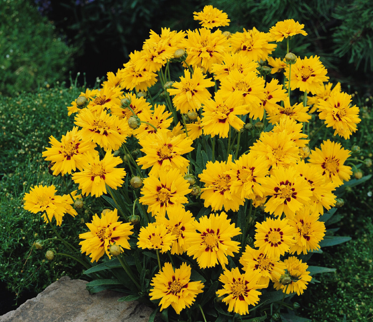 Coreopsis - Rising Sun - Awapuni Nurseries
