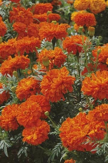 Marigold Kees' Orange Seeds - Awapuni Nurseries