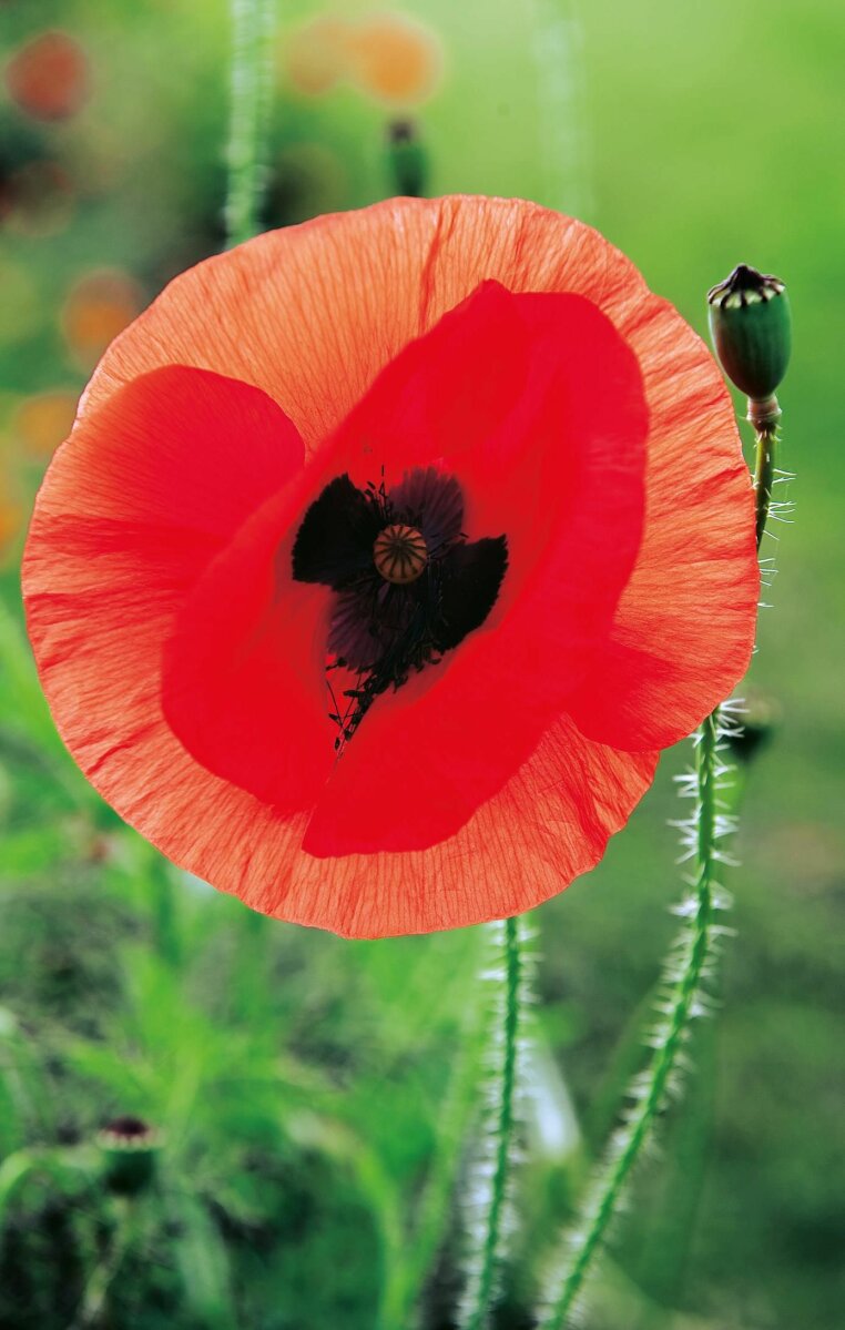 Poppy Flanders Red Seeds - Awapuni Nurseries