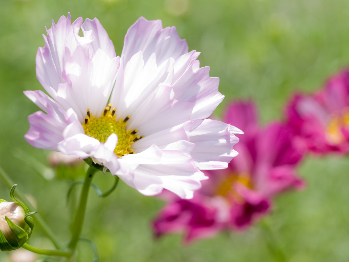 Cosmos - Seashells - Awapuni Nurseries