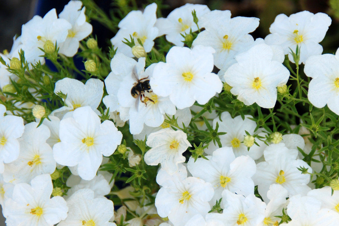 Cupflower - White Robe - Awapuni Nurseries