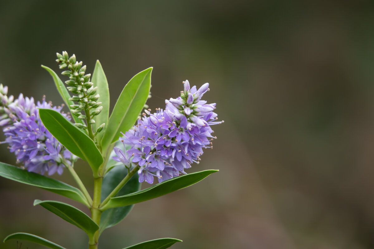 Hebe - Wiri Image - Awapuni Nurseries