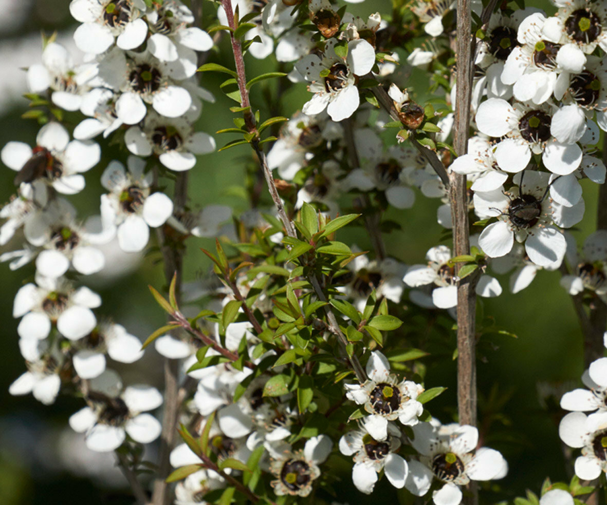 Manuka High UMF - Awapuni Nurseries