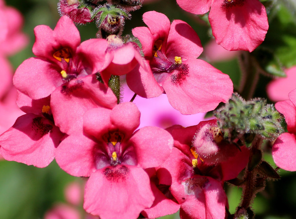 Diascia - Pink - Awapuni Nurseries