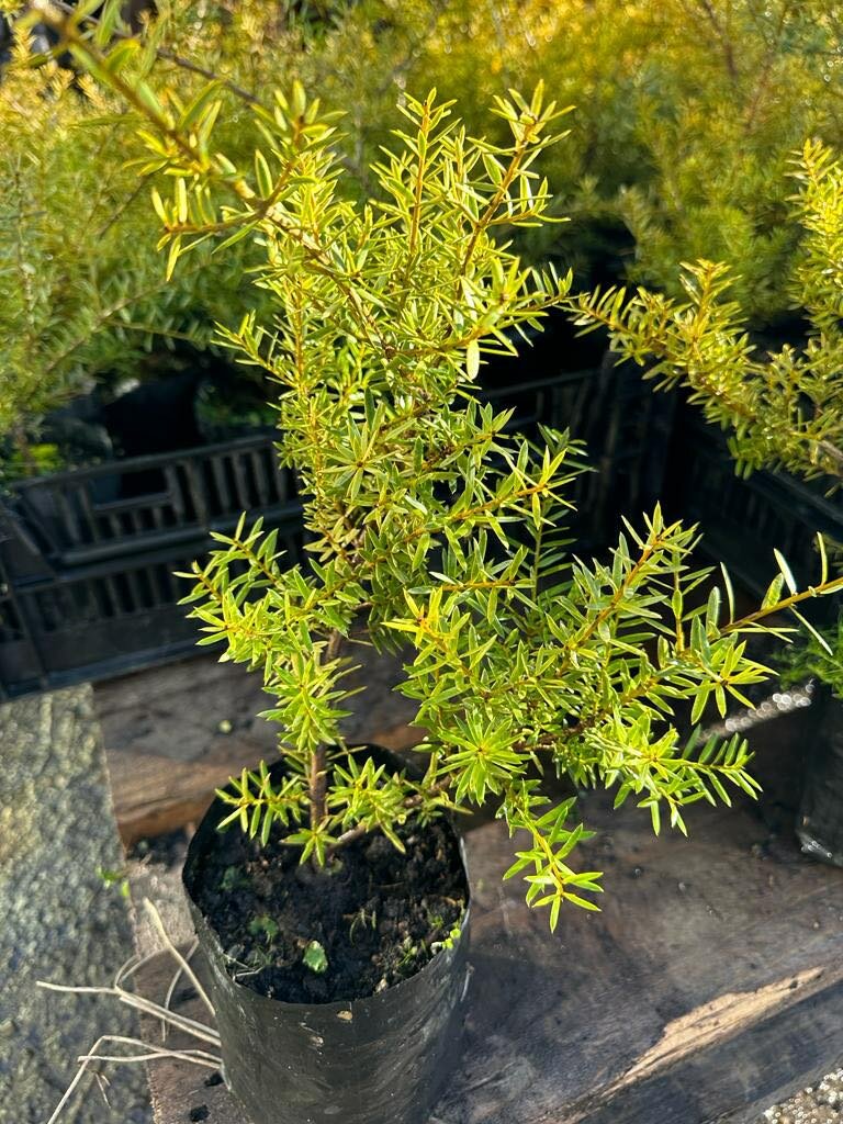 Golden Totara - Awapuni Nurseries