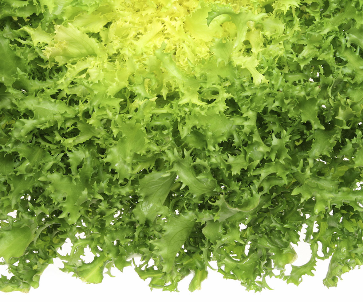 Endive - Awapuni Nurseries
