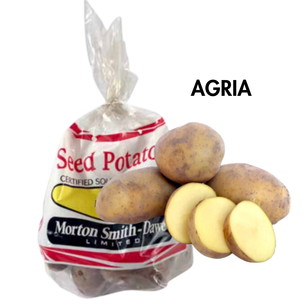 Potato Agria 1kg - Awapuni Nurseries