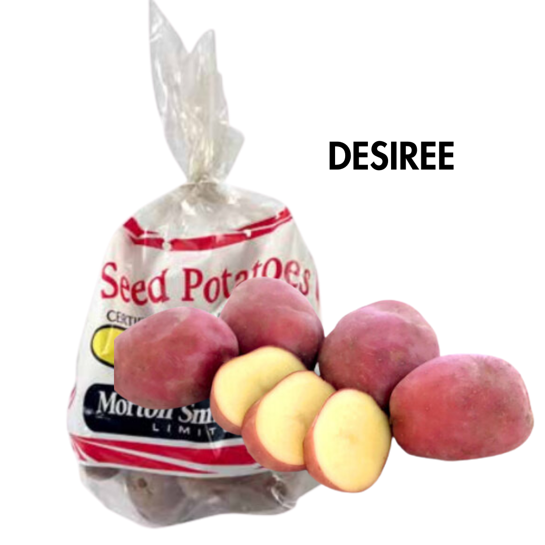 Potato Desiree 1kg - Awapuni Nurseries