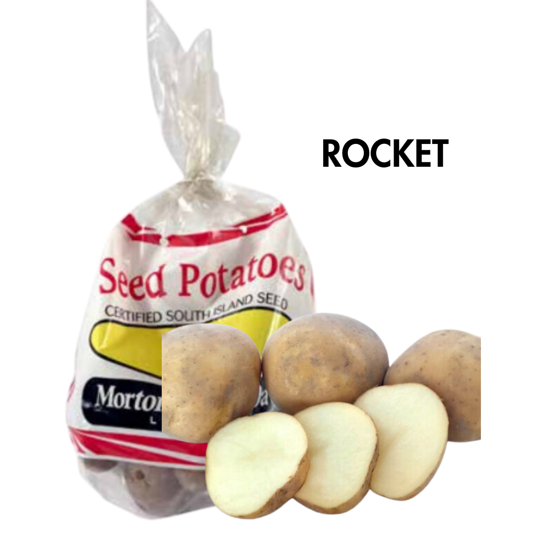 Potato Rocket 1kg - Awapuni Nurseries