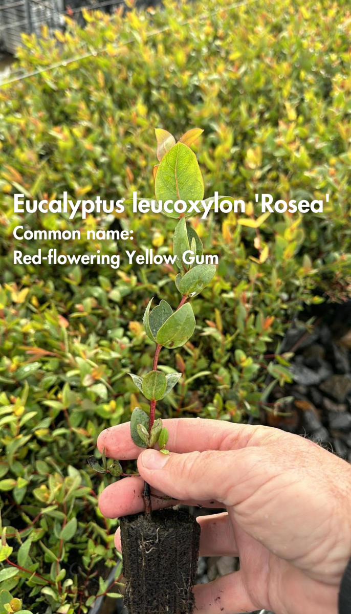 Eucalyptus Rosea - 50 Plants - Awapuni Nurseries